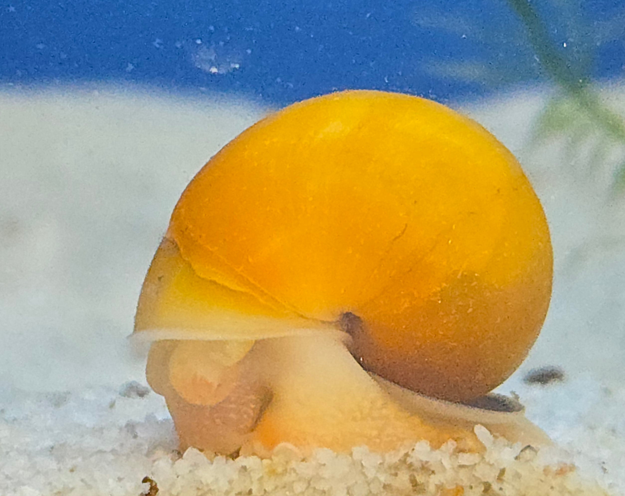 Snails – Fancy Fish and Aquascapes