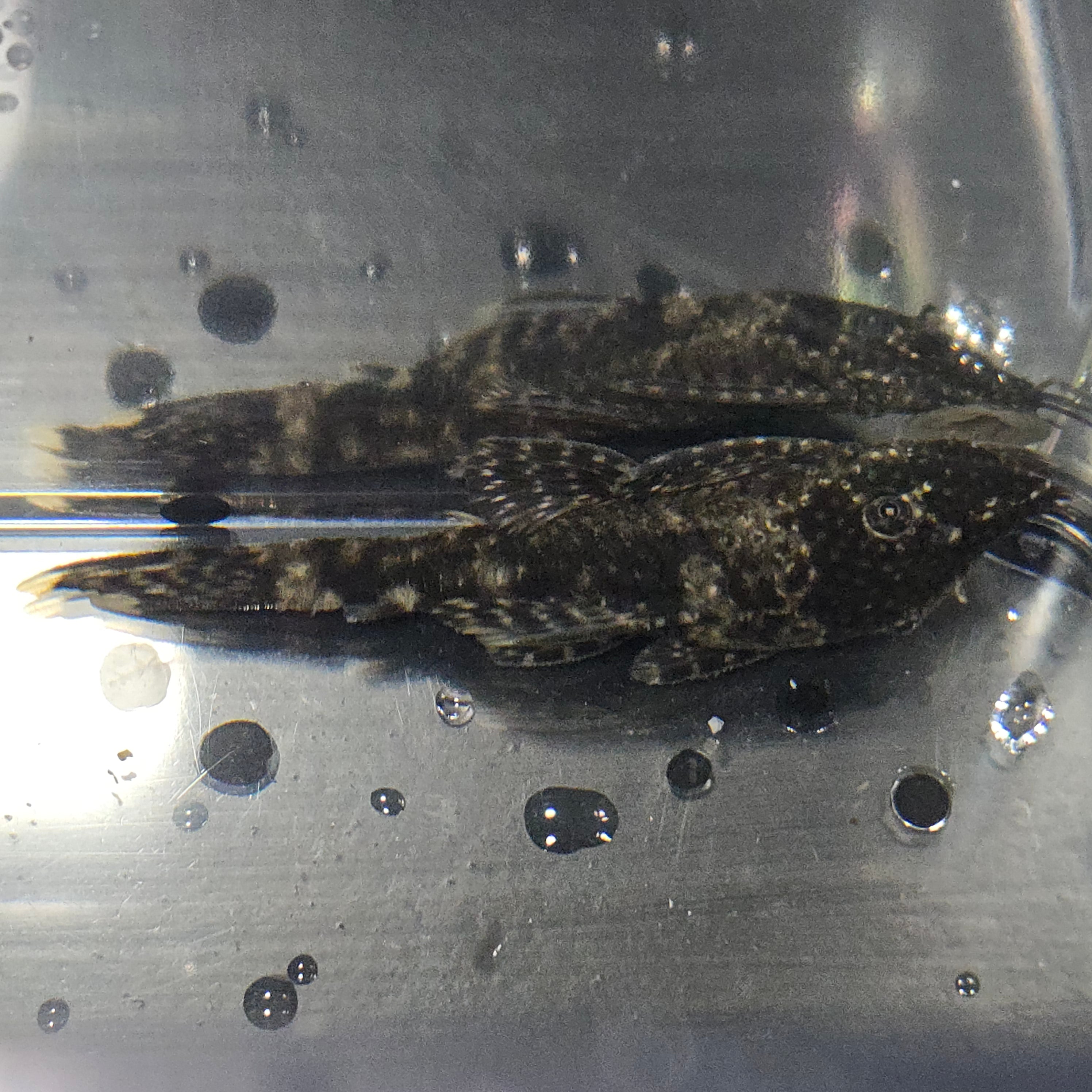 Plecostomus – Fancy Fish and Aquascapes