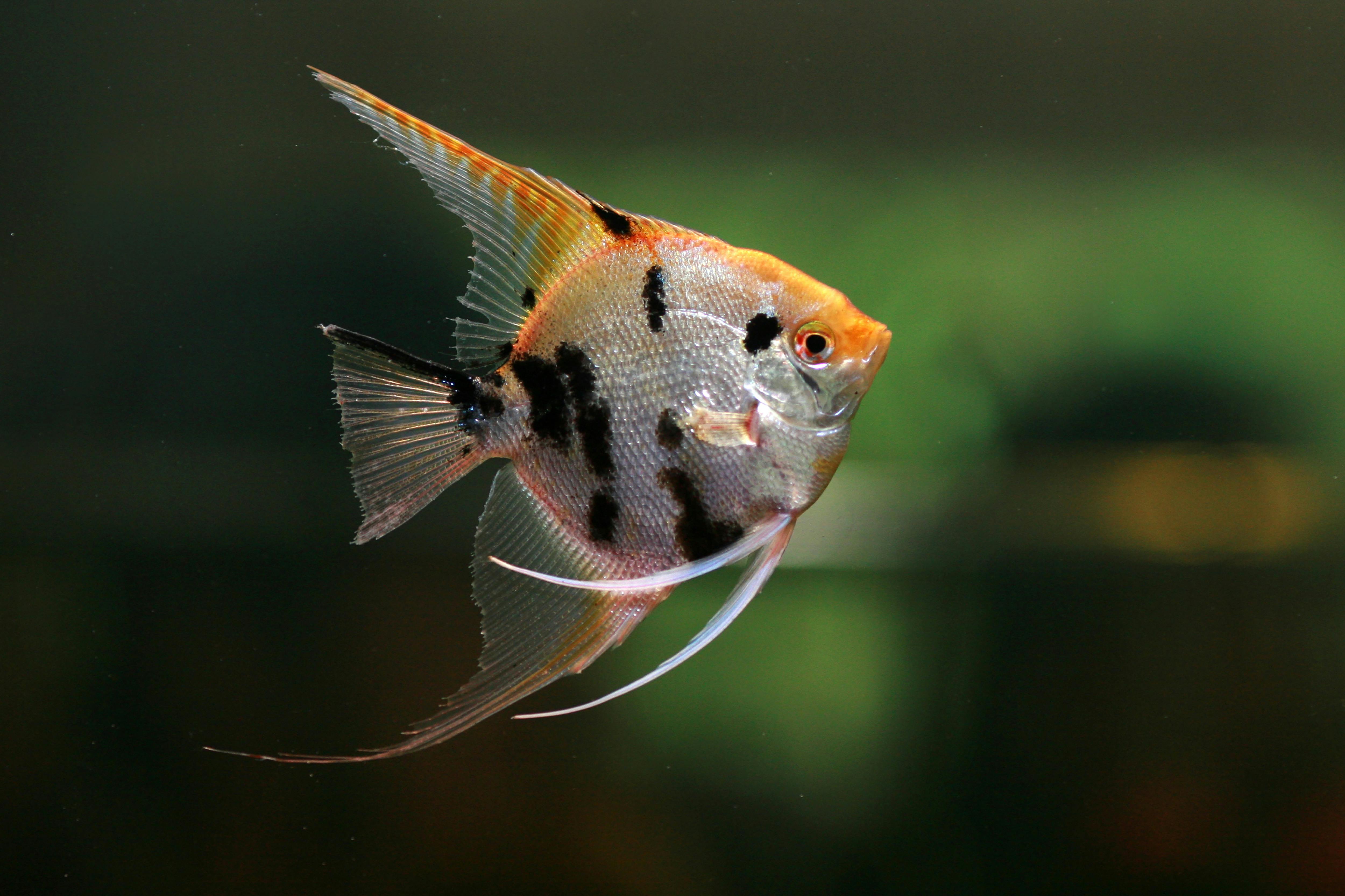 Angelfish – Fancy Fish and Aquascapes
