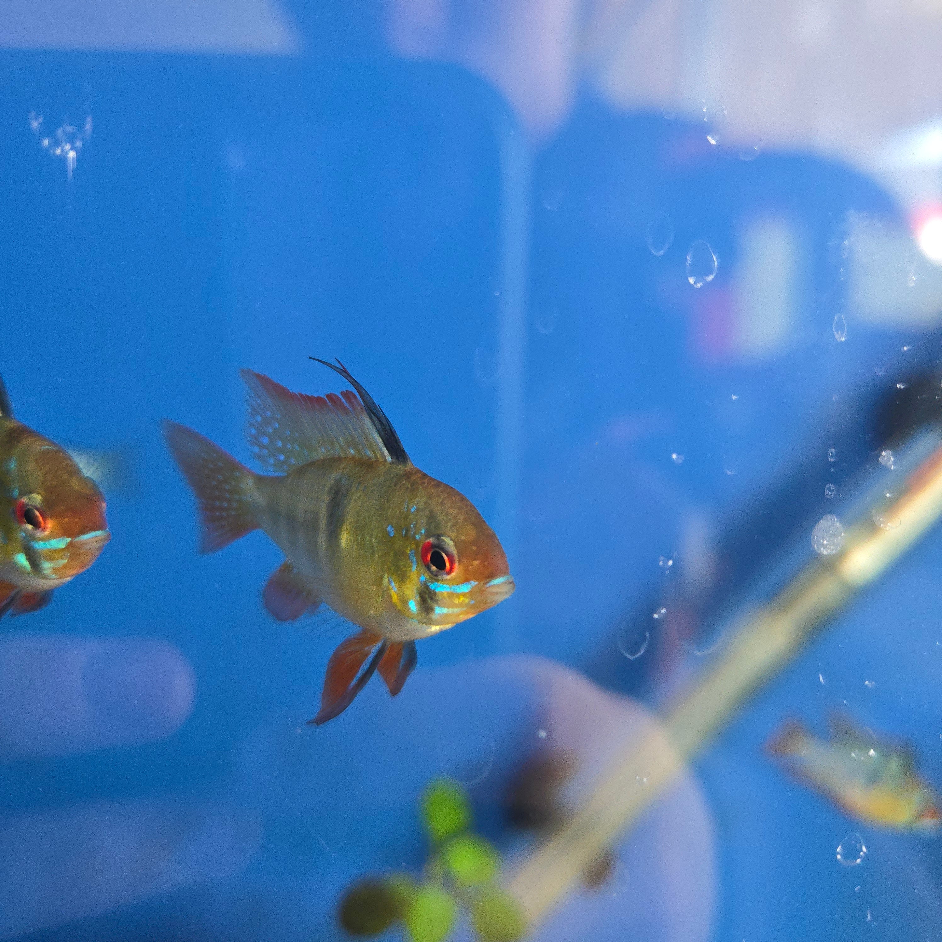 Cichlids – Fancy Fish and Aquascapes