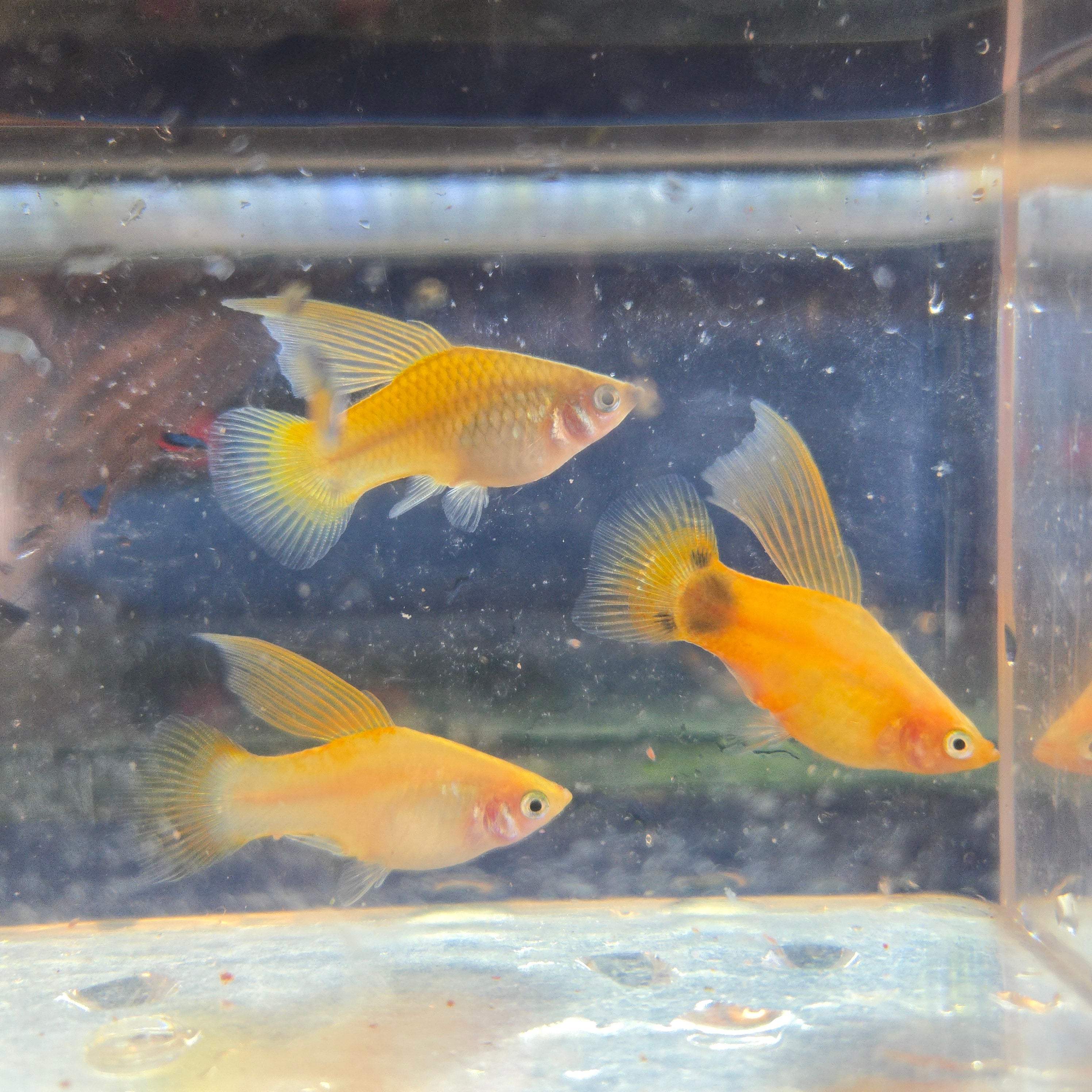 Platies ~ Xiphophorus maculatus – Fancy Fish and Aquascapes